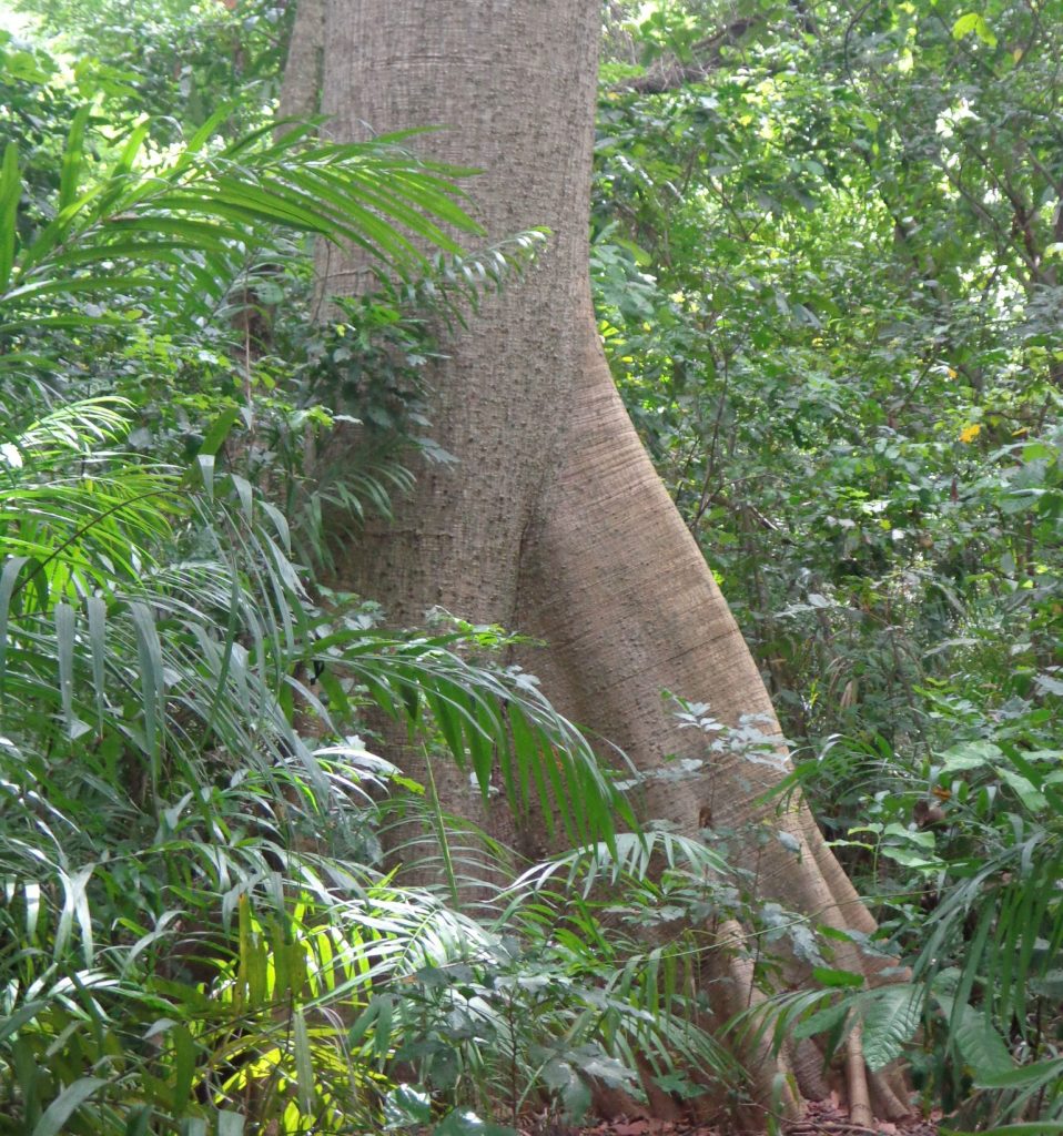 Home - Teak Wood Africa - Bois de teck d'Afrique de l'ouest